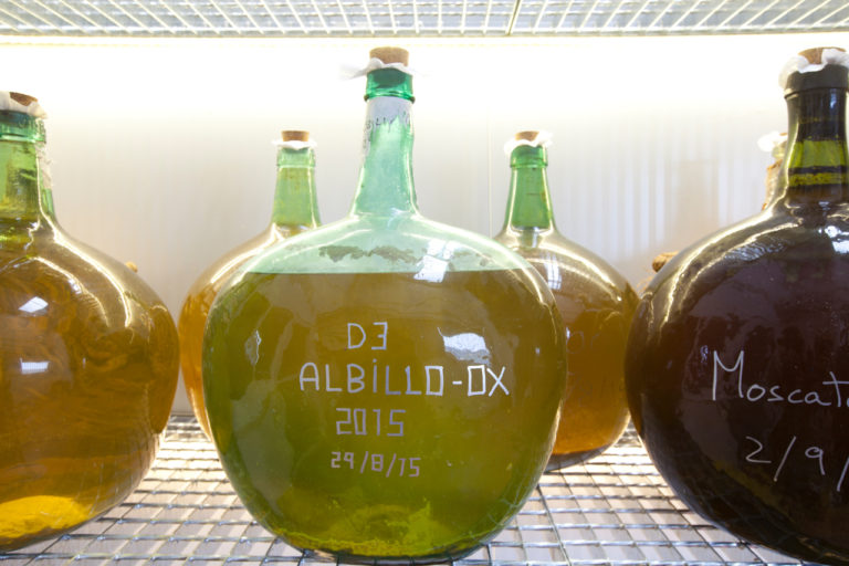 Varietal Spotlight – Albillo Real | European Cellars