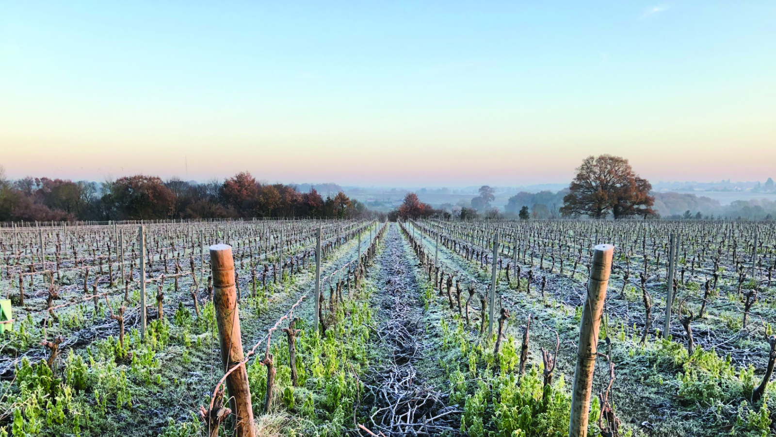 European Cellars | Place Over Process | Wine Importer Charlotte, NC