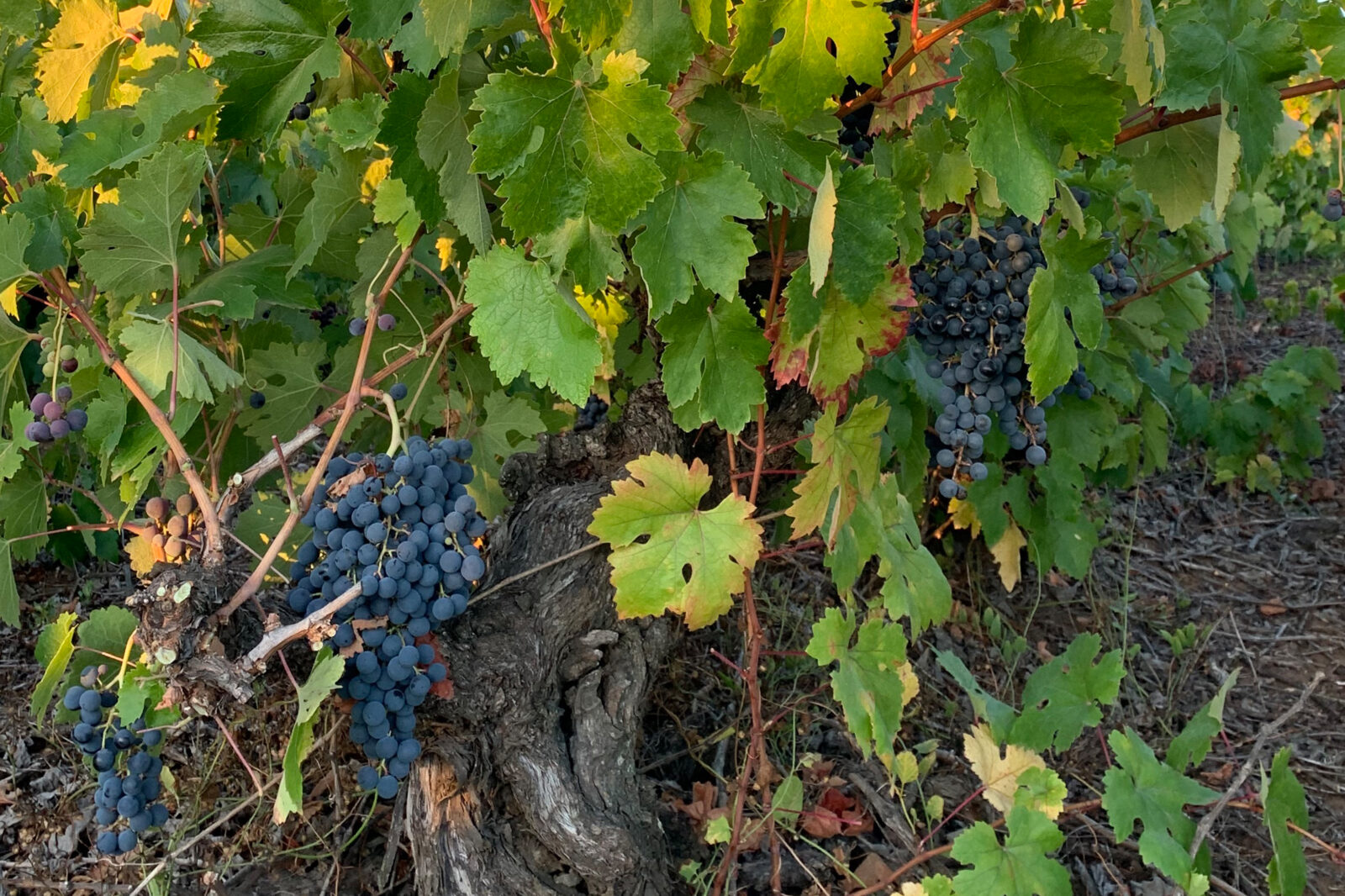 Granite Project | European Cellars