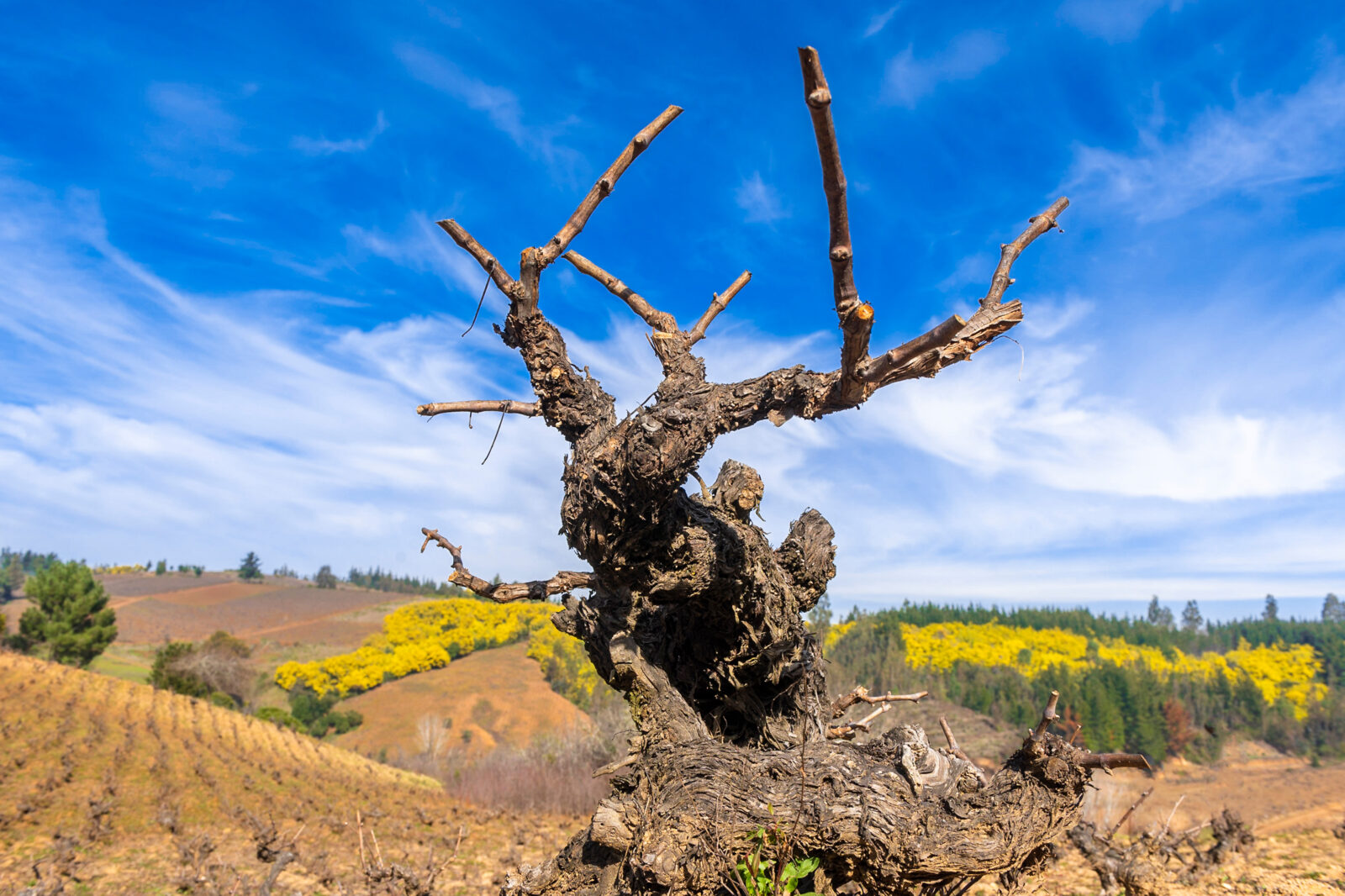 Granite Project | European Cellars